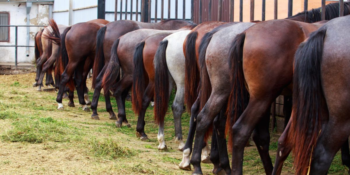 A DAY AT THE HORSE’S ASS RACES – Der Koolschrank